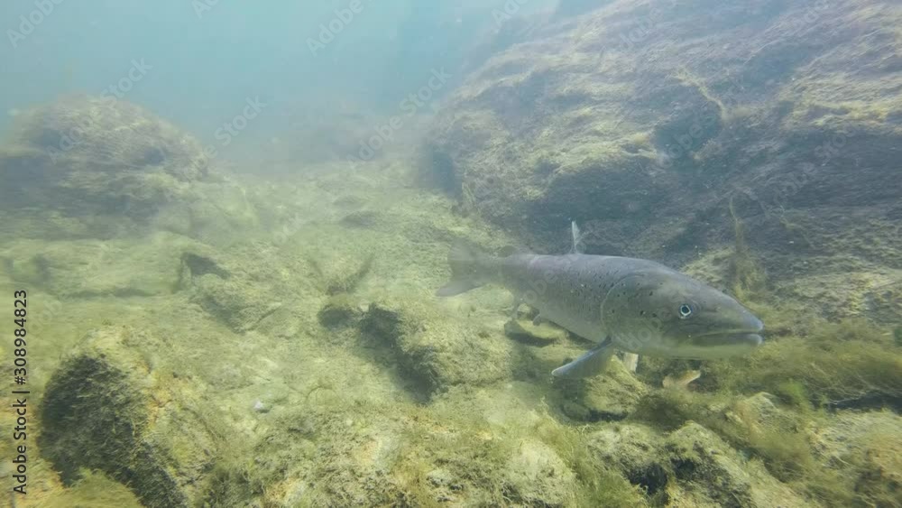 Freshwater fish Common huchen (Hucho hucho) in the beautiful clean ...