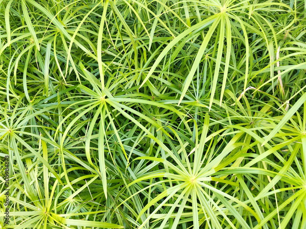 Bright saturated green leaves of home cyperus flower, crossed by ...