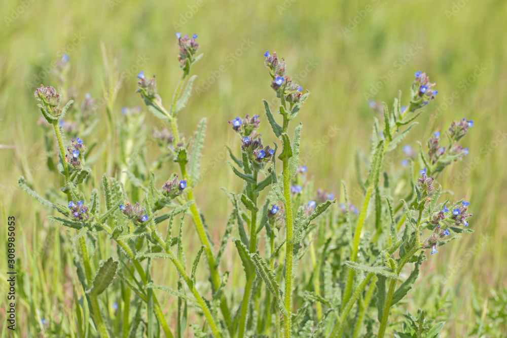 Little blue Anchusa officinalis flowers in the meadow under a warm ...