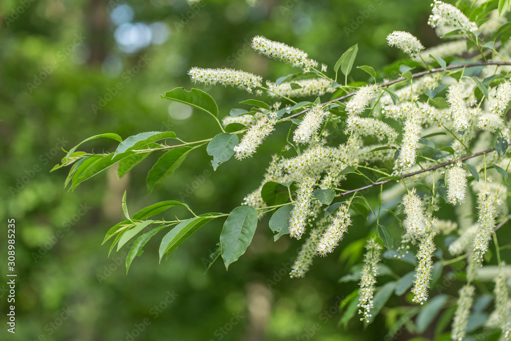 Flor De Prunus Serotina