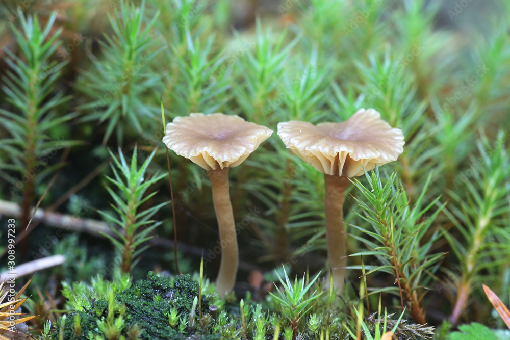 Lichenomphalia umbellifera, a lichenized fungus called the Heath Navel ...