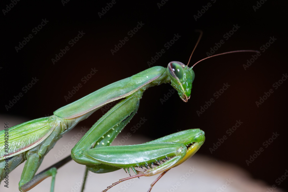 Portrait of European Mantis or Praying Mantis, Mantis religiosa, in ...