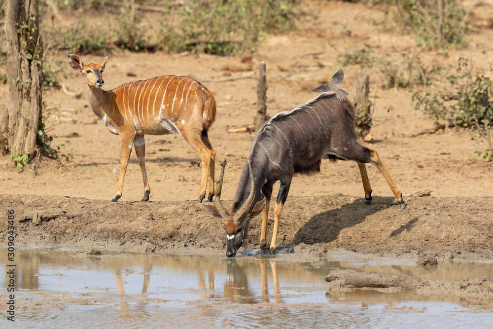 Nyala bull drinking water at a waterhole in Kruger National Park with a ...