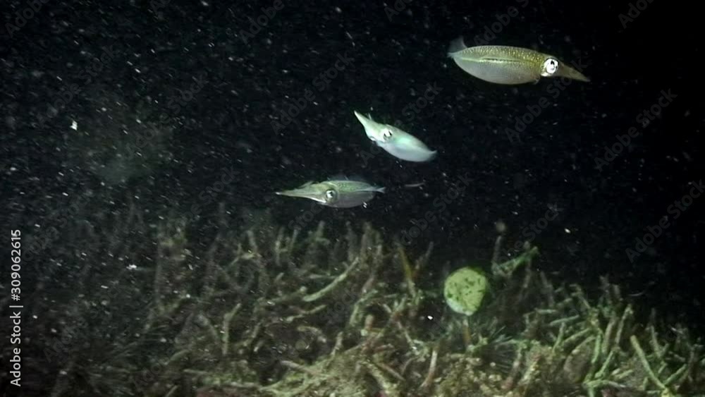 Stockvideon School flock of sea cuttlefish and squid underwater in the ...