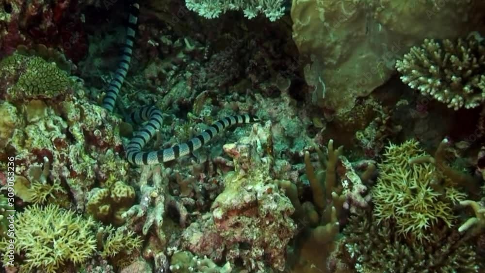 Striped black and white snake on coral reef on underwater seabed in ...