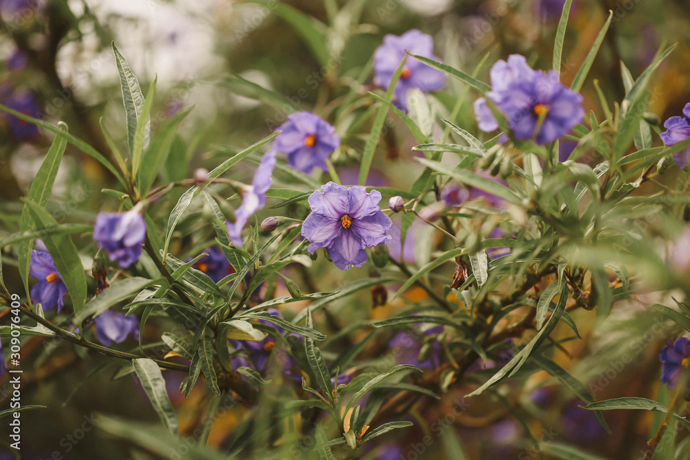 Kangaroo apple australian native plant with purple flowers in cottage ...