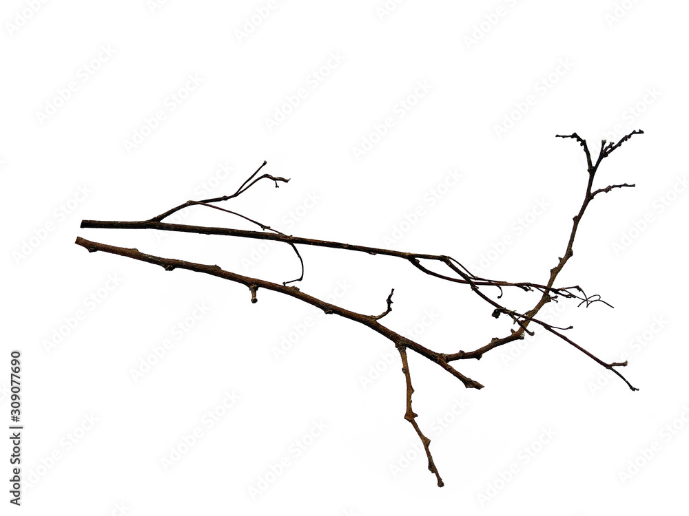 Tree branches set isolated on white background. Wood pile or tree ...