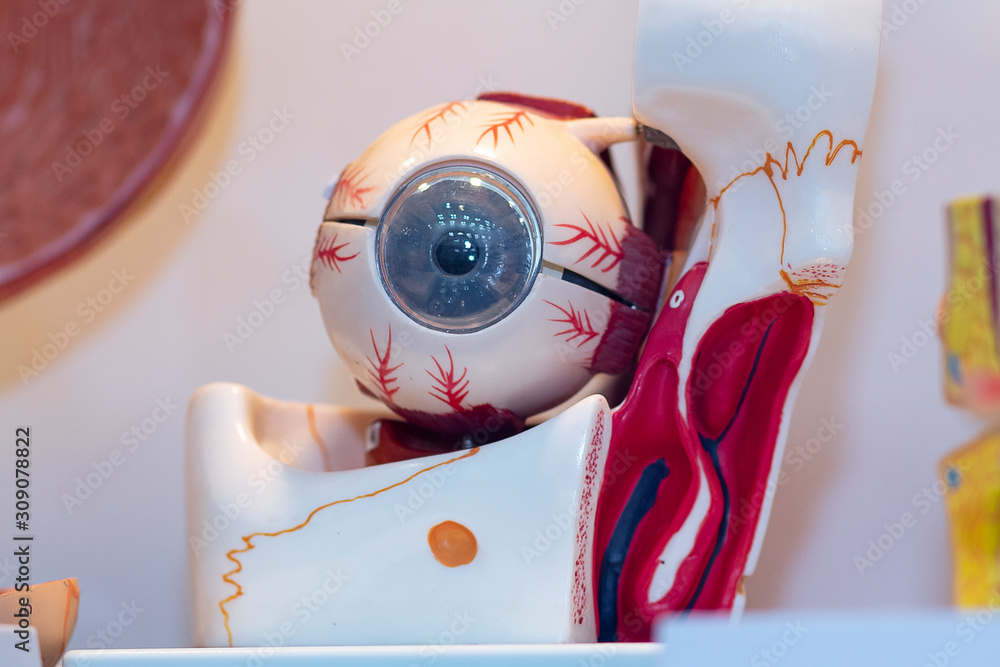 Anatomical plastic model of human eye close up Stock Photo | Adobe Stock