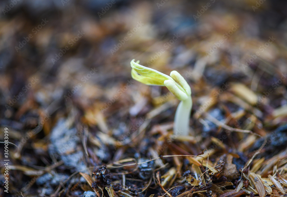 Bean sprout seed growing out of ground agriculture - Close up Organic ...