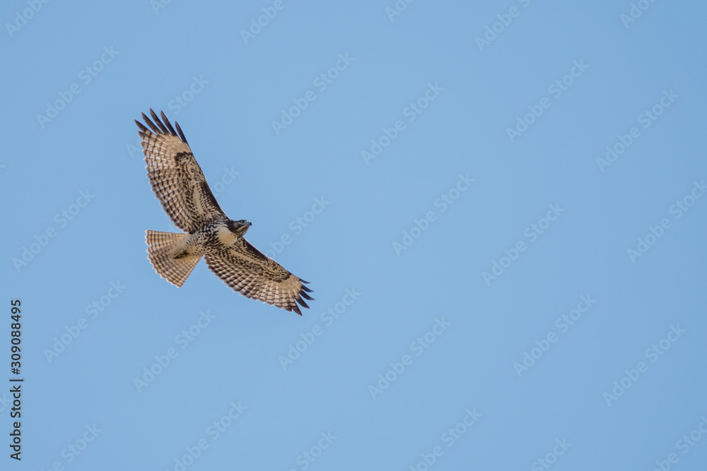 hawk soaring flying in blue sky. Stock Photo | Adobe Stock