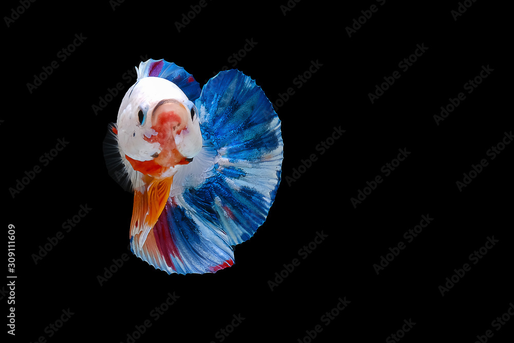 Wild betta fish, Siamese fighting fish, Pla-kad (Biting fish) isolated ...