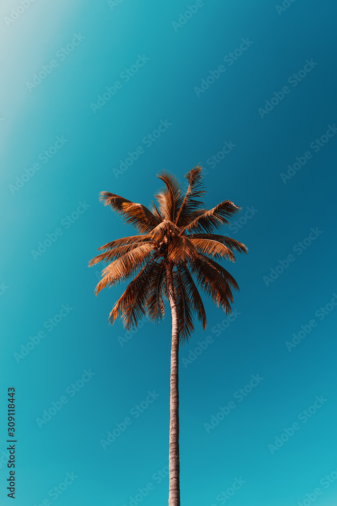 Copy space of tropical palm tree with sun light on sky background ...