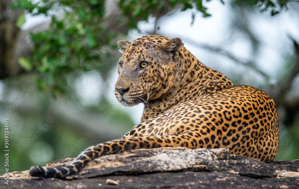 Old Leopard male with scars on the face lies on the rock. The Sri ...