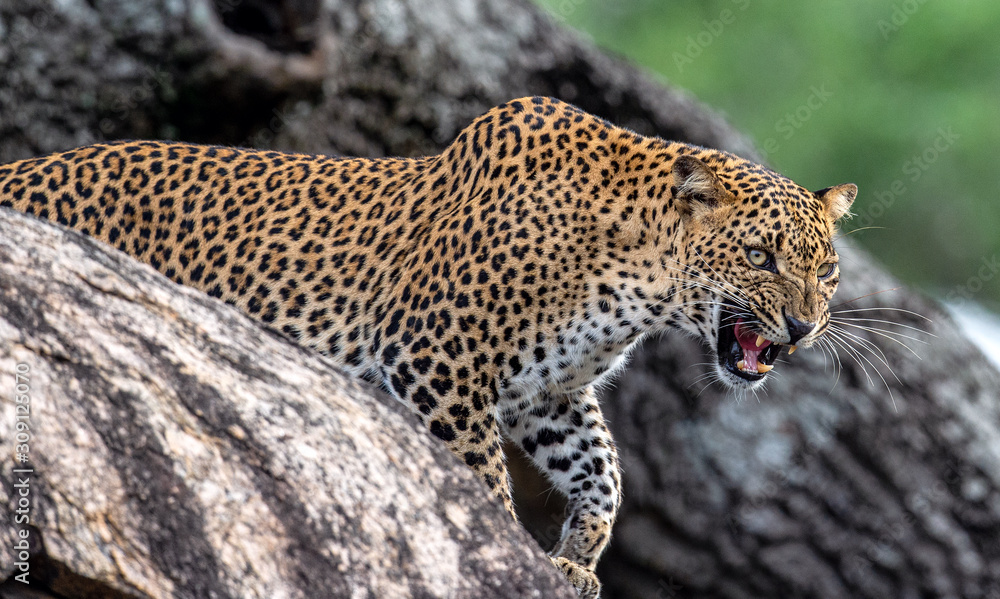 Poster Leopard roaring – Wall Art | UkPosters