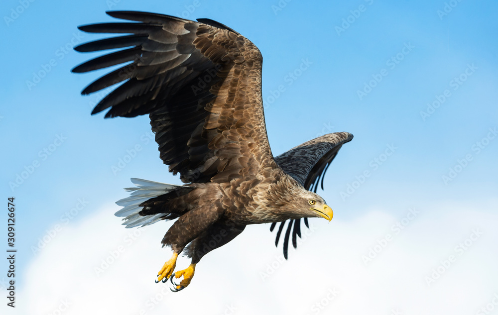 Adult White-tailed eagle in flight. Blue sky background. Scientific ...