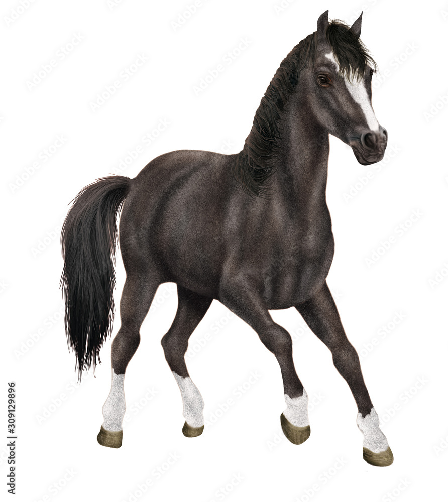 cheval, de face, animal, isolé, noir , étalon, blanc, trois quart ...