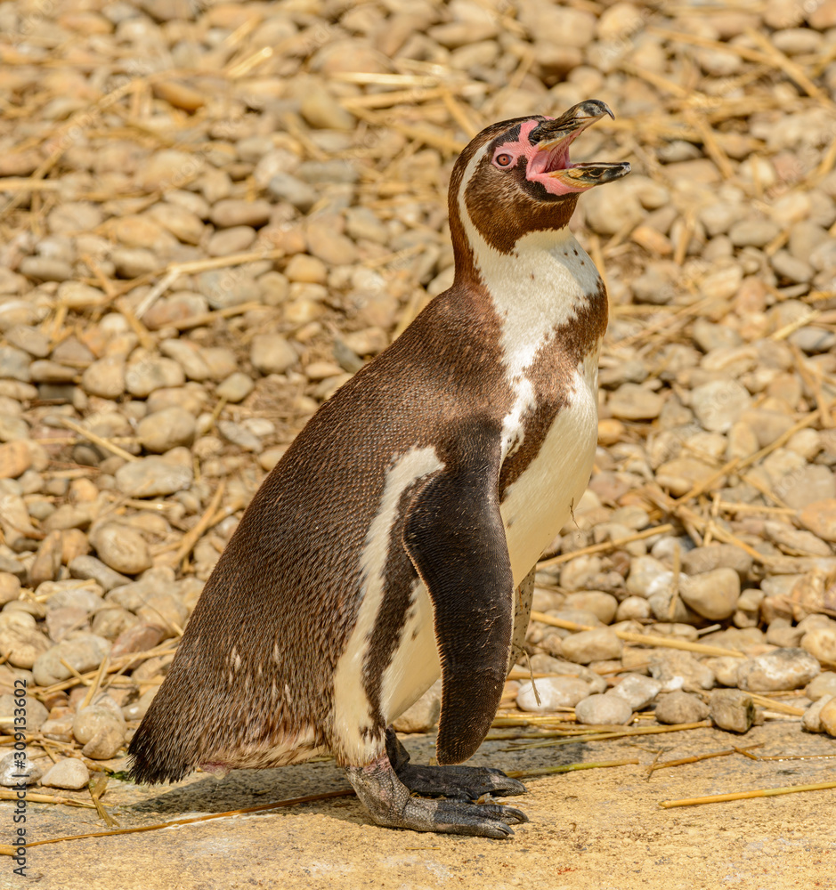 Yelling Penguin