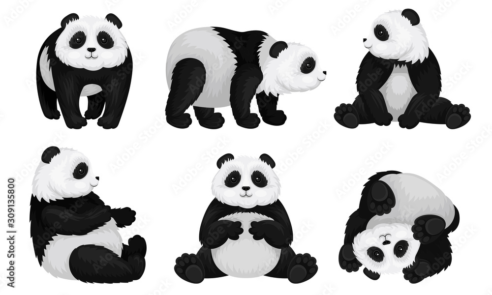 Panda Animal in Different Poses Vector Set. Bear Sitting and Turning ...
