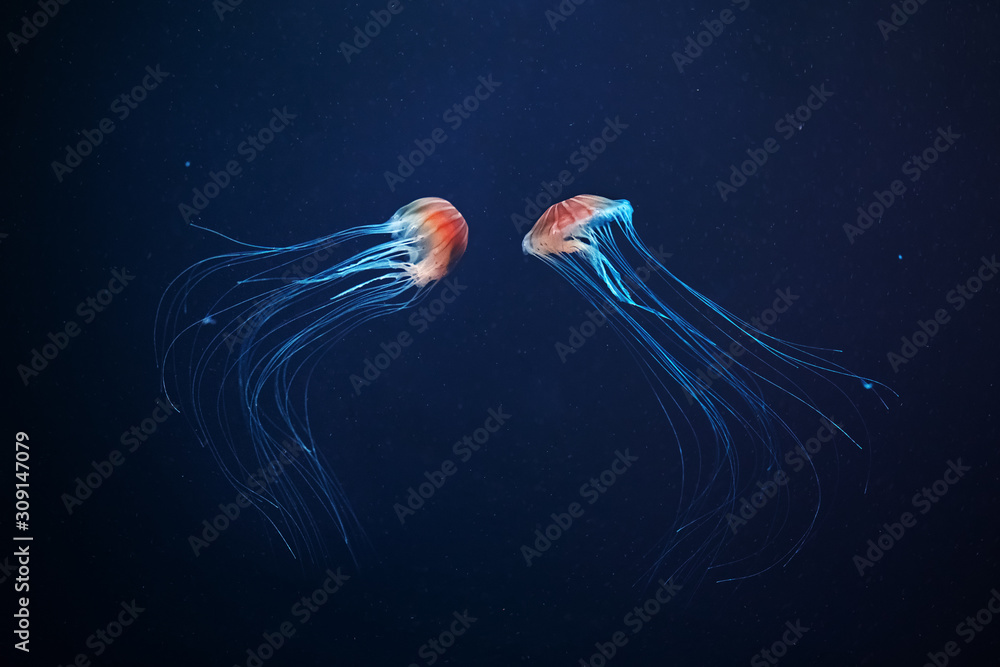 Two jellyfish swimming at the bottom of the sea Stock Photo | Adobe Stock