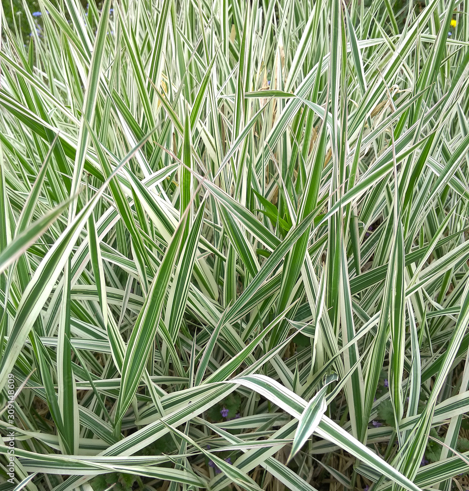 Foto de Striped green grass Variegated Sedge 'Ice Dance' (Carex ...