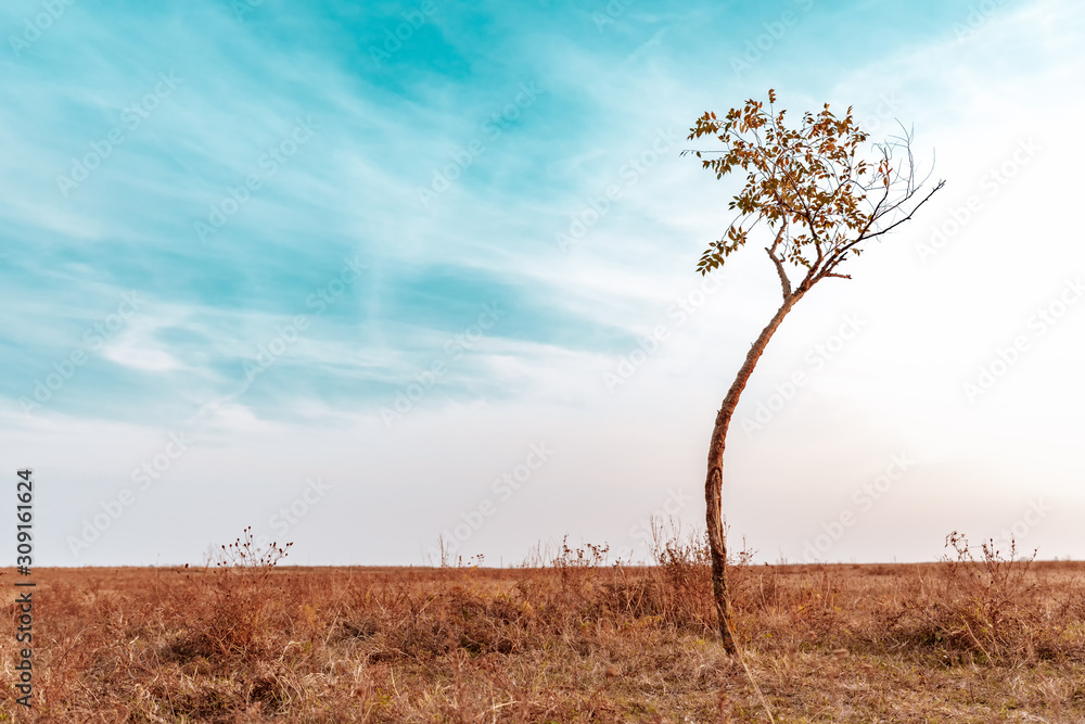 Lonely curved slim tree in plain landscape Stock Photo | Adobe Stock