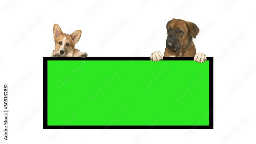 Dog boxer and welsh corgi on a white background. big board with green ...