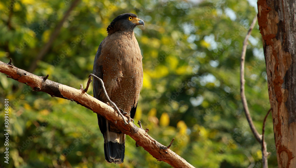 Indian Serpent Eagle