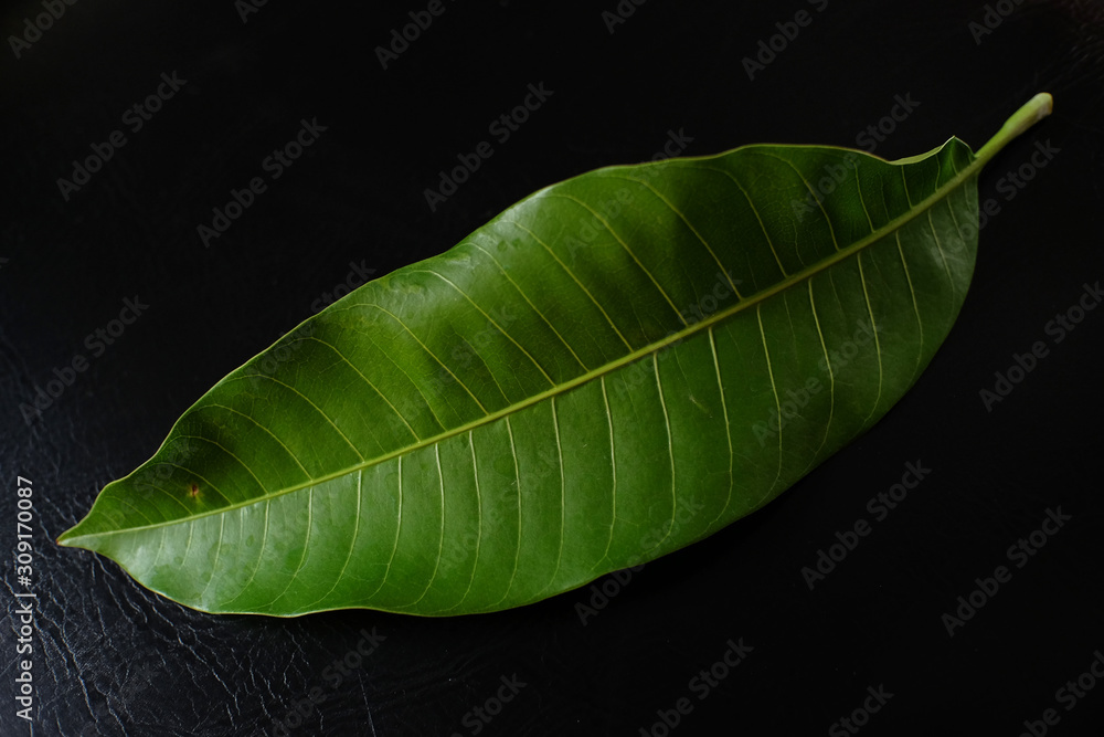 Mango leaves are included in a single leaf and shaped like a spear eye ...