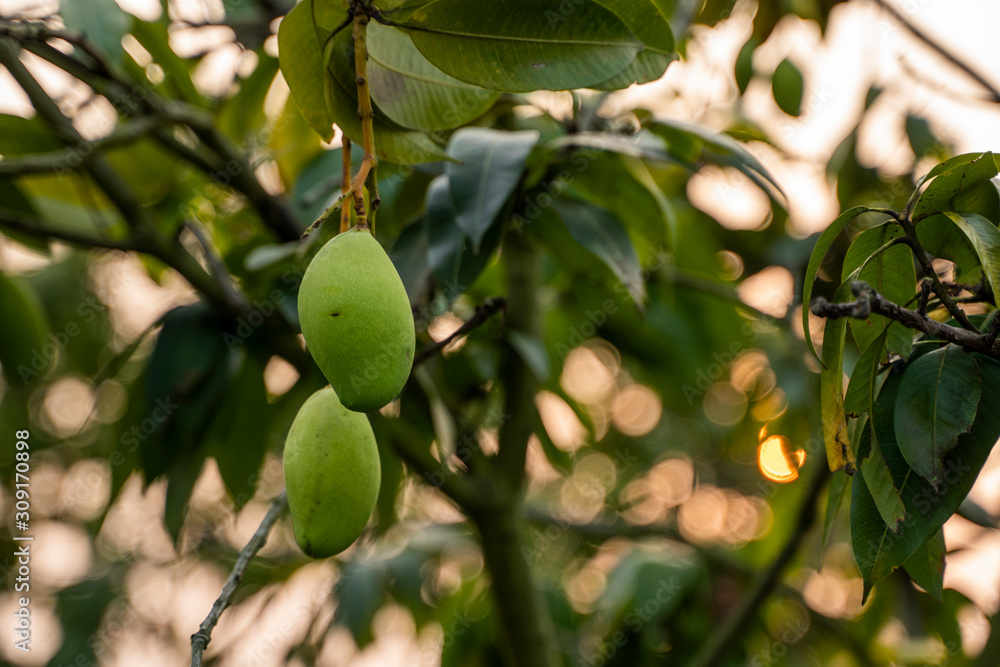 Green mangoes on the tree. Mango trees growing in a field in Asia ...