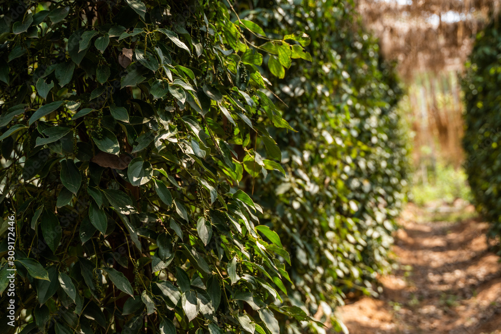 Black pepper plants growing on plantation in Asia. Ripe green peppers ...