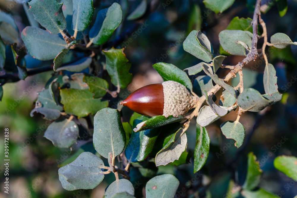 Detalle de una rama de encina con fruto, bellota. Quercus ilex ...