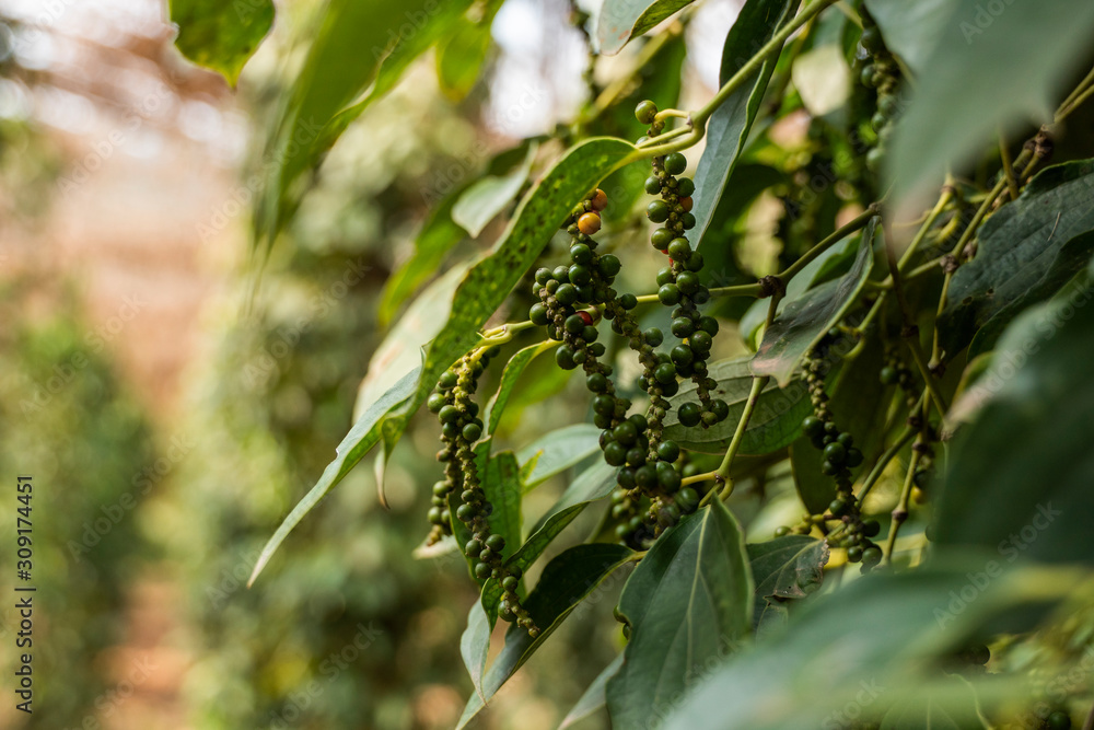 Black pepper plants growing on plantation in Asia. Ripe green peppers ...
