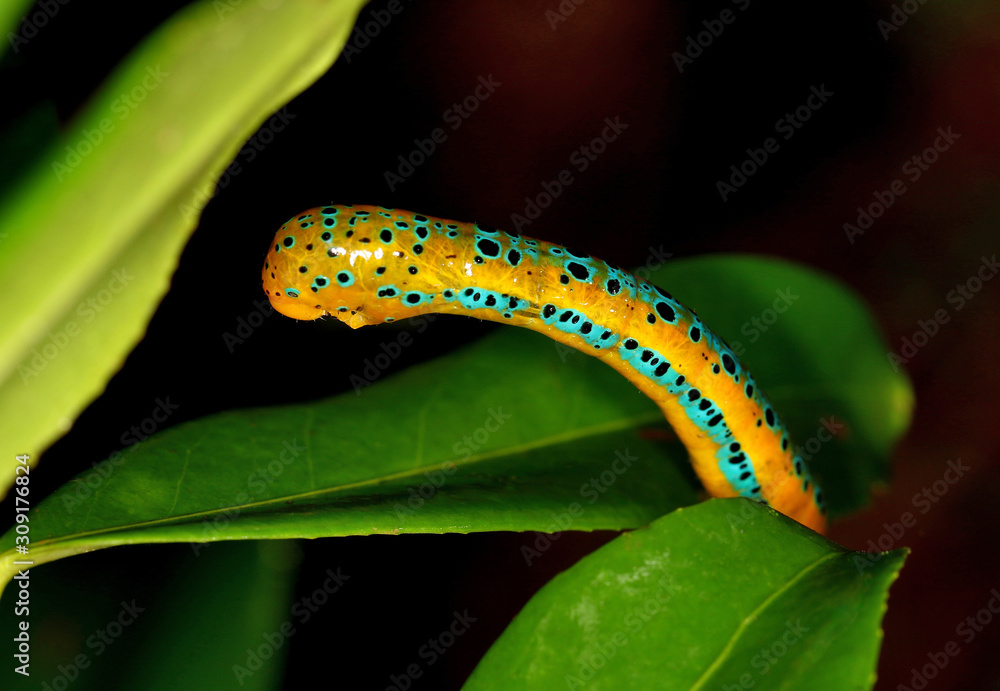 Catterpillar of Blue Tiger moth, Dysphania percota, Agumbe, Karnataka ...