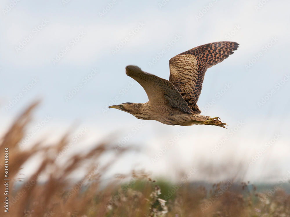 Eurasian bittern botaurus stellaris flying over meadow with food in ...