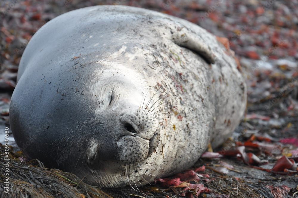 Weddell Seal (Leptonychotes weddellii) is sleeping on the beach ...