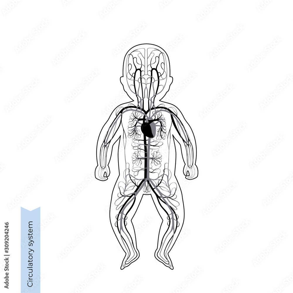 circulatory system anatomy Stock Vector | Adobe Stock