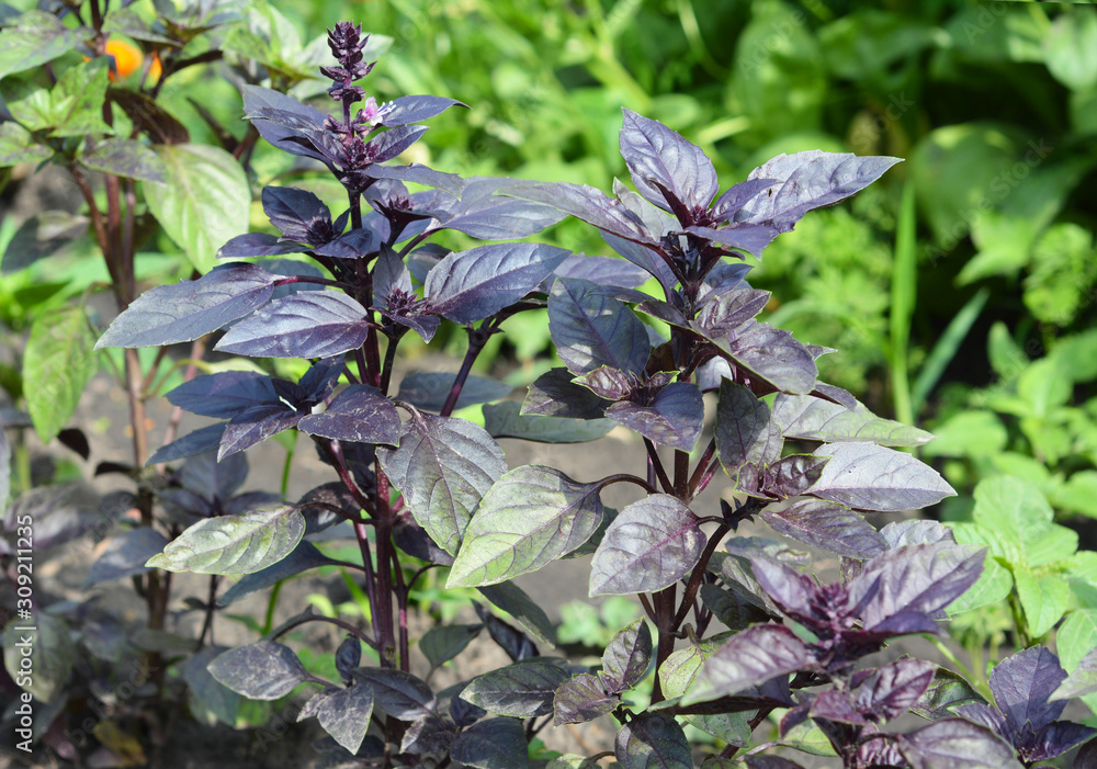 Purple Basil: planting, growing, and harvesting. Purple basilic ...
