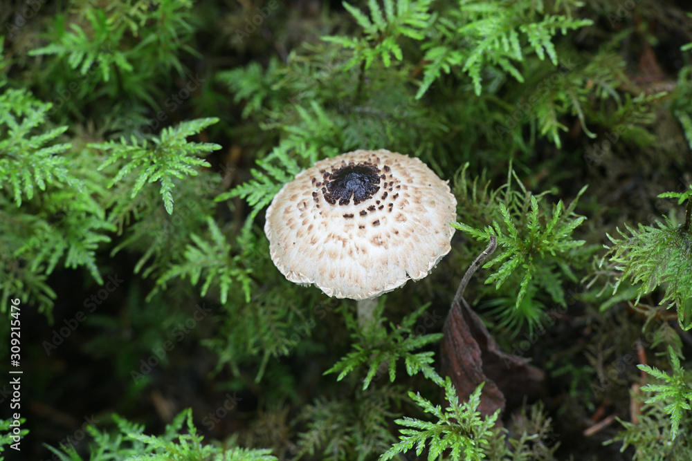 Lepiota felina, commonly known as Cat Dapperling, wild mushroom from ...