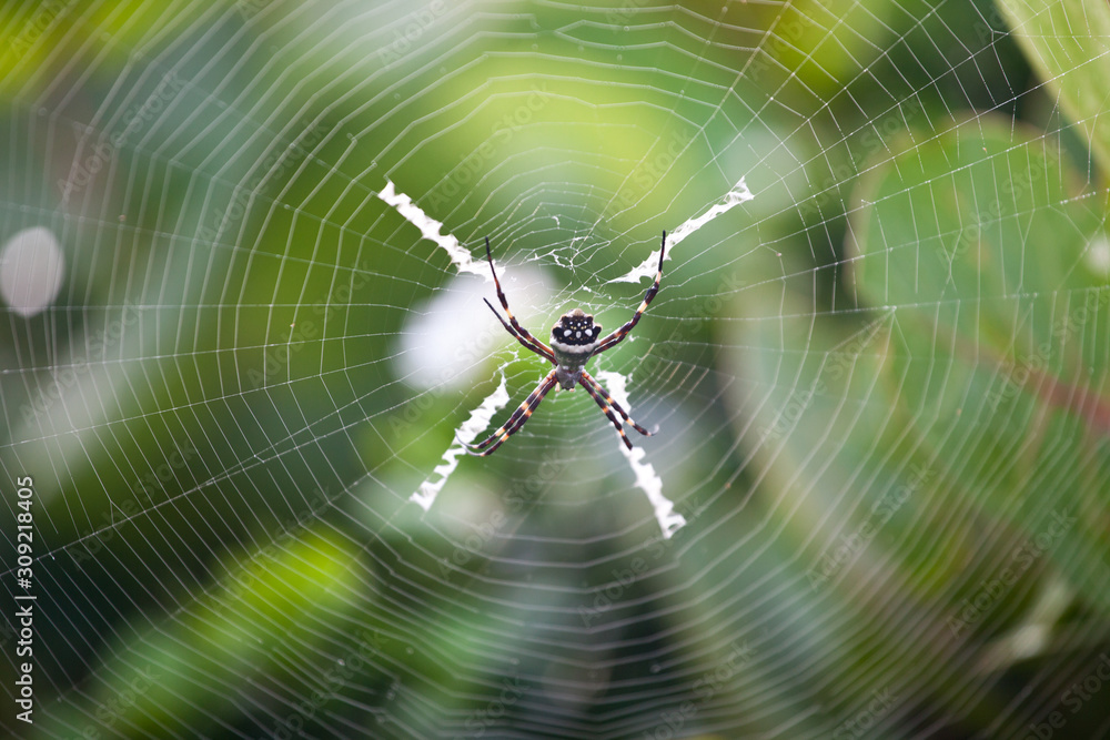 Silver garden spider (argiope argentata, common name Silver Argiope ...