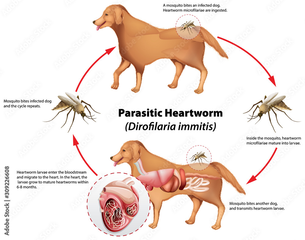 Diagram showing parasitic heartworm Stock Vector | Adobe Stock