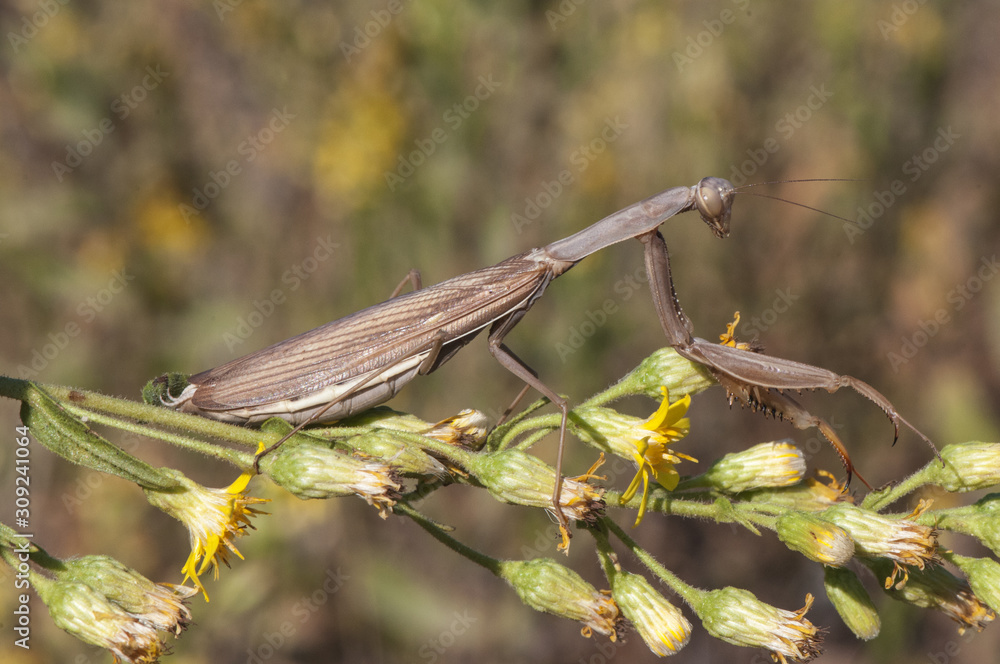 Iris oratory Mediterranean mantis iris mantis species of small-sized ...