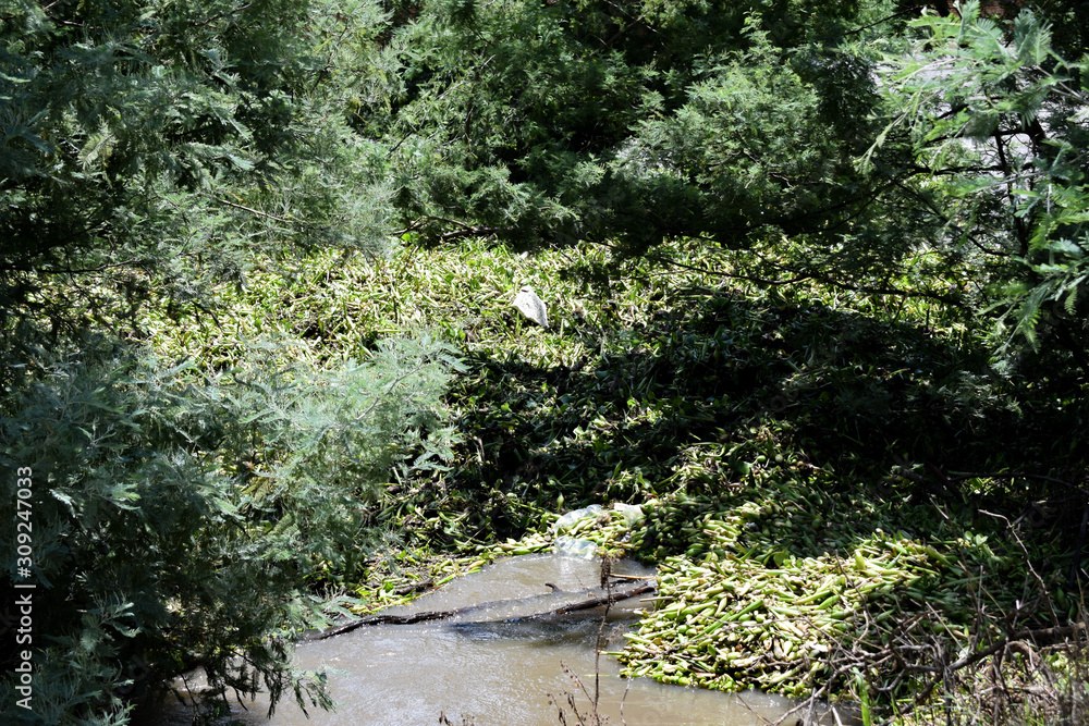 Invasive plants, water hyacinth and black wattle, Mpumalanga South ...