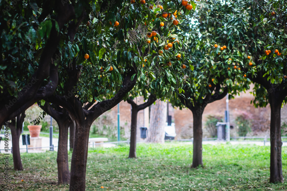 View of Savello Park in Rome, the Orange Garden, in italian: guardino ...