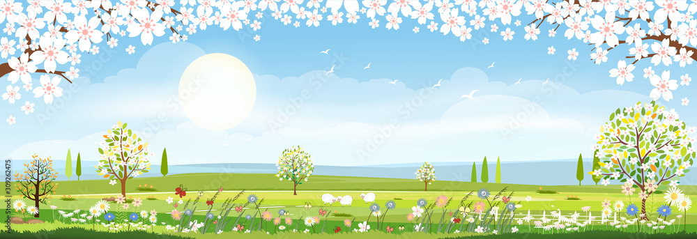 Panorama view of spring field with cherry blossom border, Vector ...