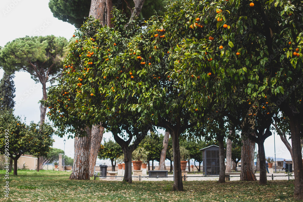 View of Savello Park in Rome, the Orange Garden, in italian: guardino ...