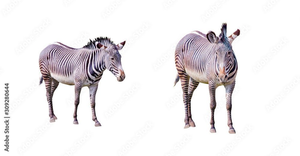 Set of close up photo of Chapman's zebras isolated on the white ...