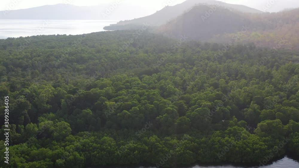 Early morning light illuminates an extensive mangrove forest growing ...