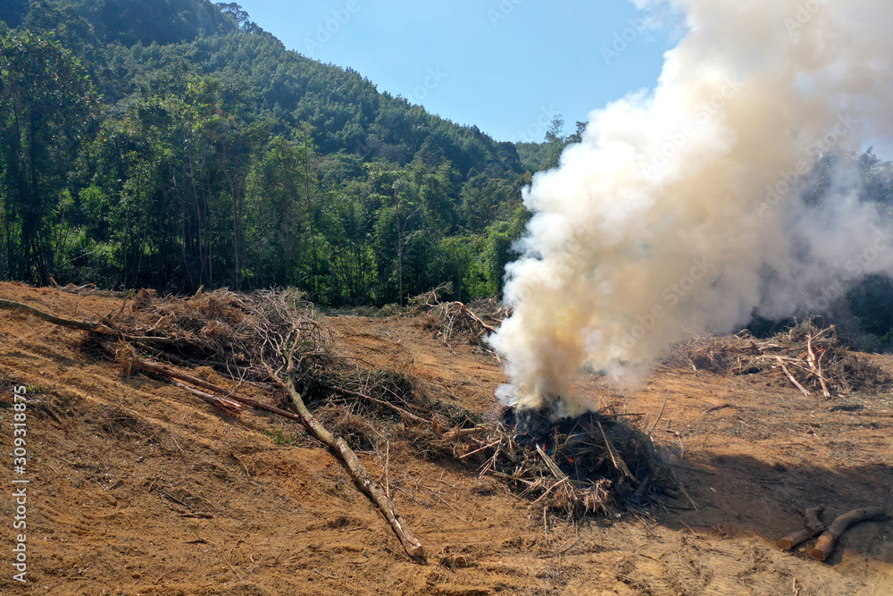 Forest fire. Rainforest burned for agricultural land. Deforestation and ...