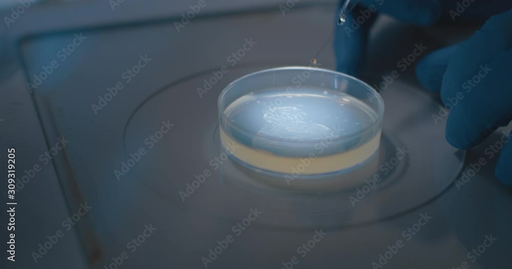 Scientist doing a research work with a petri dish sample, wearing lab ...