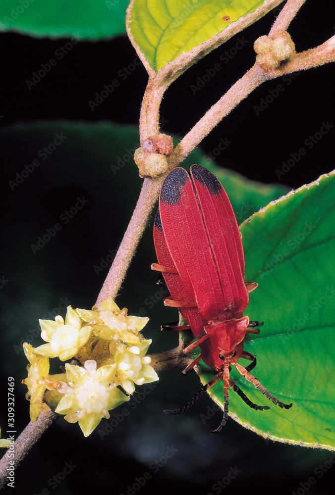 Net-winged Beetles. Family: Lycidae. Maharashtra, India. Stock Photo ...